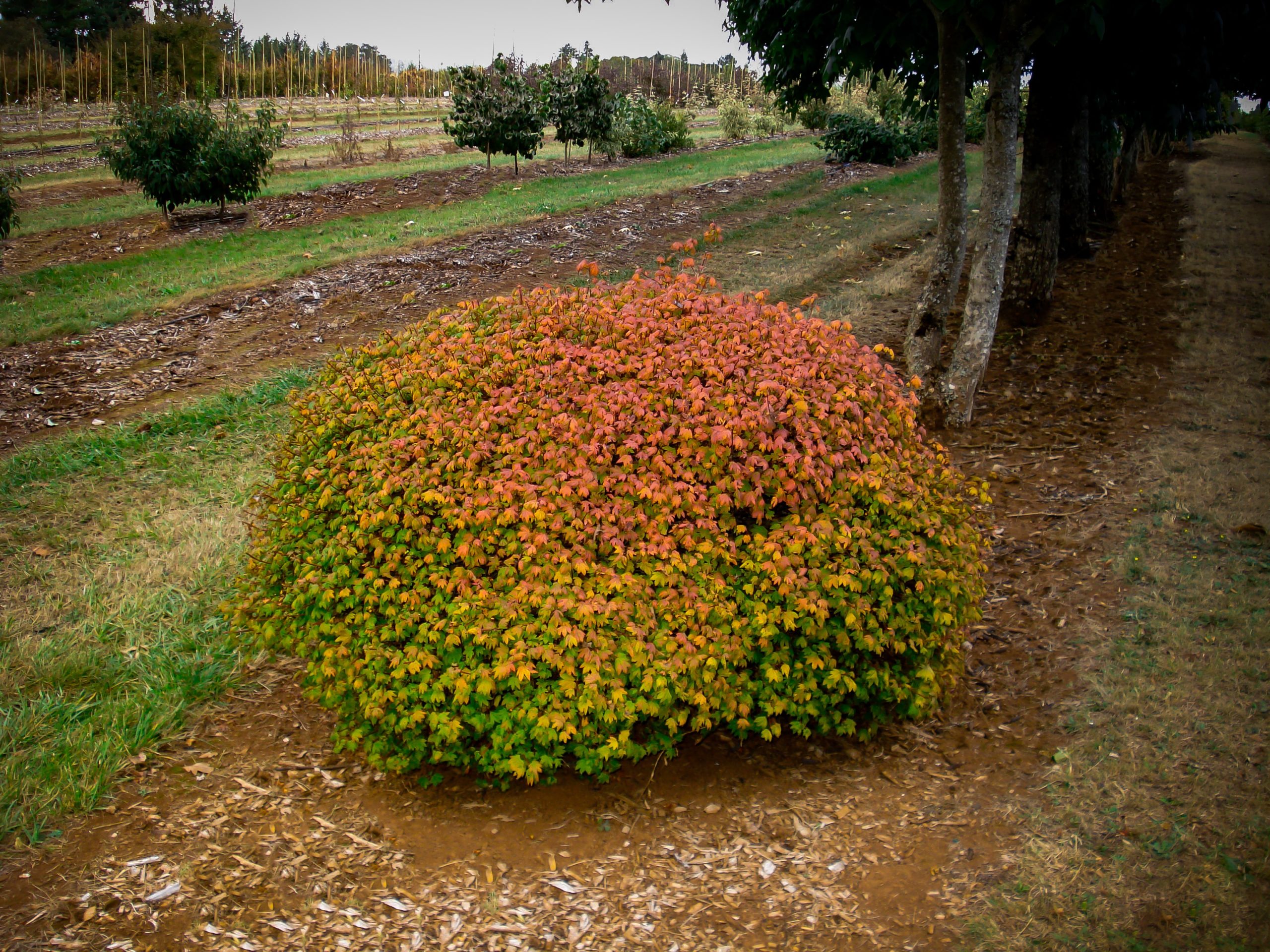 Little Gem Vine Maple For Sale Online | The Tree Center