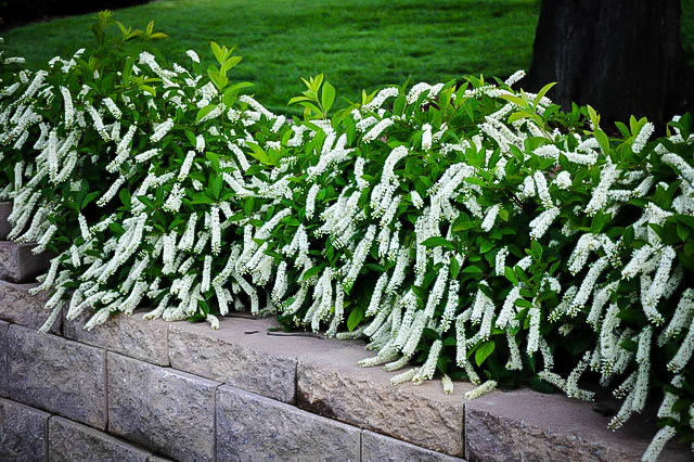 Itea Little Henry Shrubs For Sale Online | The Tree Center
