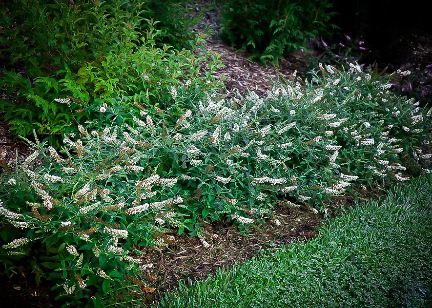 Lo & Behold Ice Chip Butterfly Bushes For Sale Online | The Tree Center