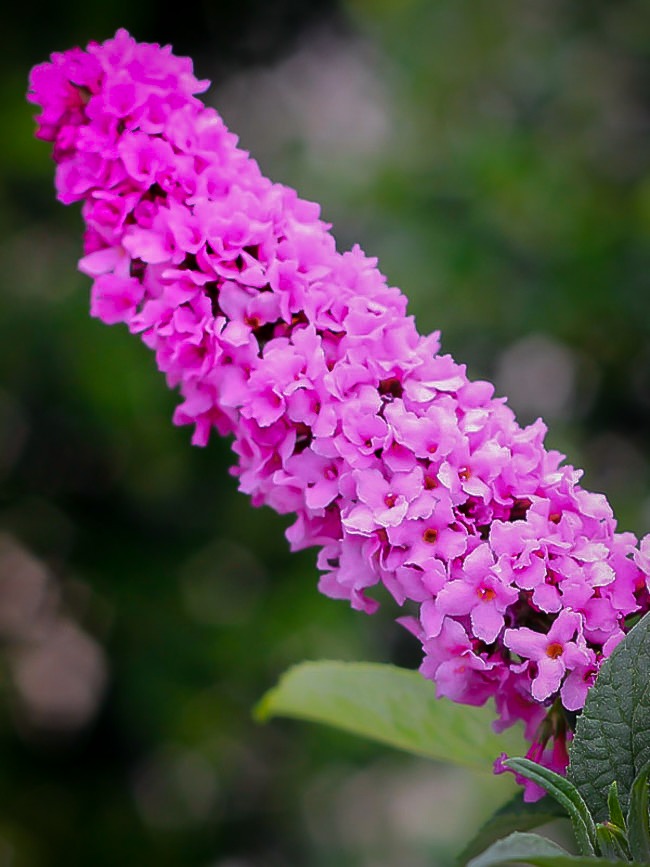 LO & BEHOLD® Pink Micro Chip Butterfly Bush | The Tree Center