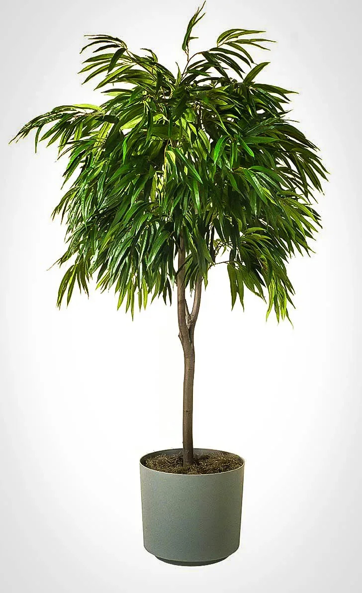 Long Leaf Ficus Trees For Sale Online | The Tree Center