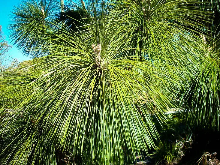 Longleaf Pine Trees For Sale Online | The Tree Center