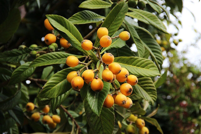 Loquat Tree For Sale Online | The Tree Center