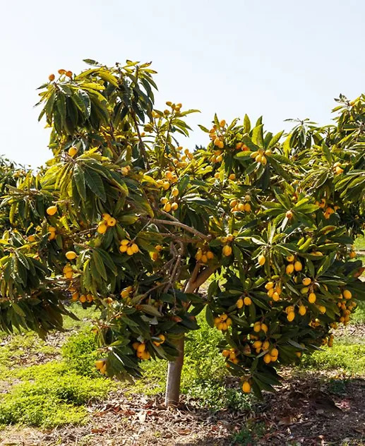 Loquat Tree For Sale Online | The Tree Center