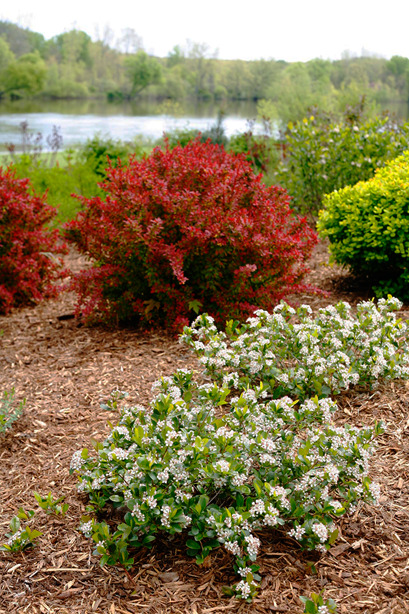 Low Scape Mound® Aronia For Sale Online | The Tree Center