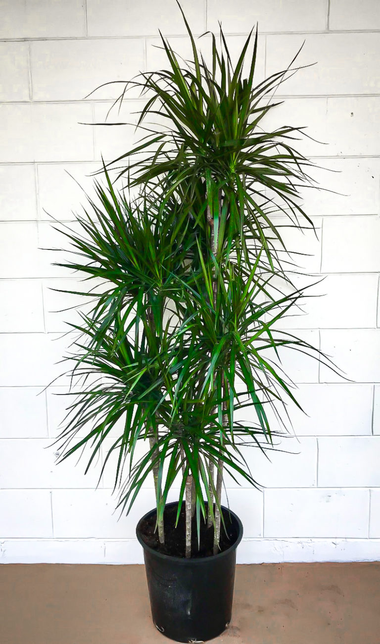 Madagascar Dragon Tree (Multi-Trunk) For Sale | The Tree Center