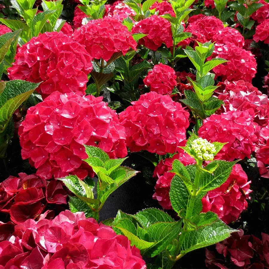 Magical Ruby Red Hydrangea Shrubs For Sale Online | The Tree Center