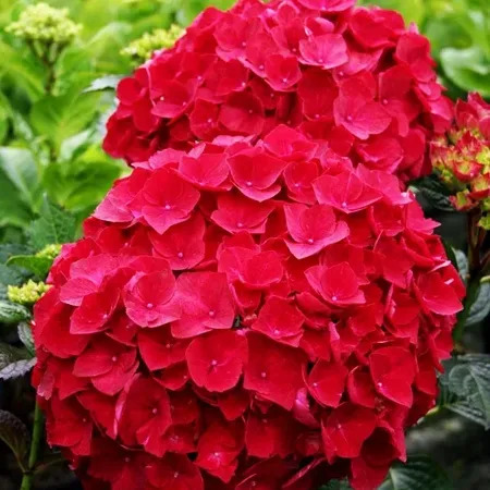 Magical Ruby Red Hydrangea Shrubs For Sale Online | The Tree Center