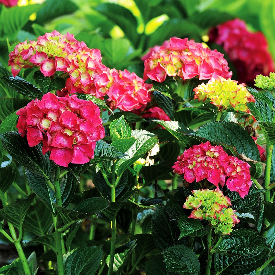 Magical Ruby Red Hydrangea Shrubs For Sale Online | The Tree Center