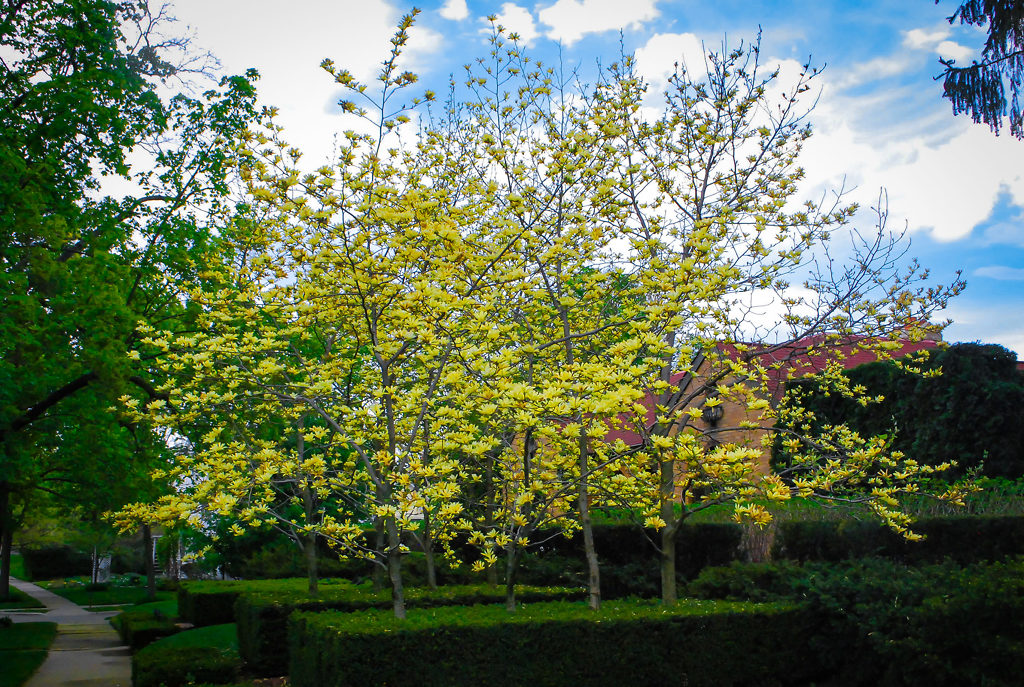 Butterflies Magnolia For Sale Online | Buy High-Quality Butterflies ...