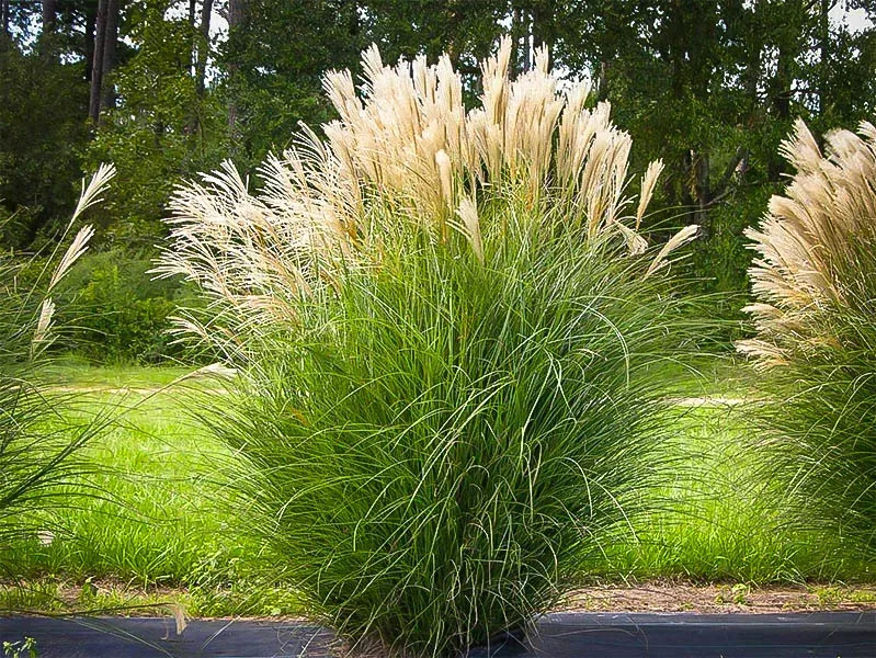 Maiden Grass For Sale Online | The Tree Center