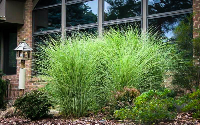 Maiden Grass For Sale Online The Tree Center