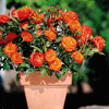 Mandarin Sunblaze® Rose For Sale Online | The Tree Center