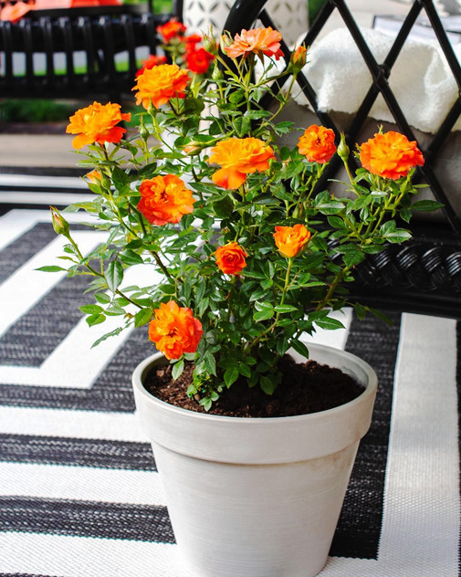 Mandarin Sunblaze® Rose For Sale Online | The Tree Center
