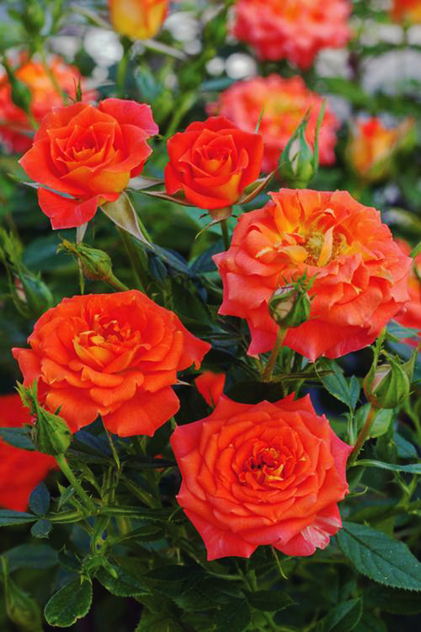 Mandarin Sunblaze® Rose For Sale Online | The Tree Center