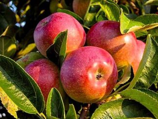 McIntosh Apple Tree For Sale Online | The Tree Center