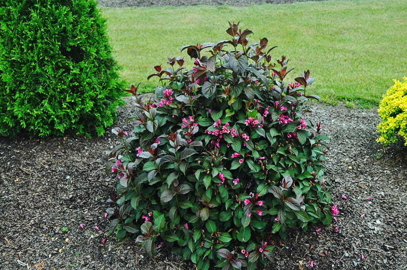 Merlot Rose Weigela For Sale Online | The Tree Center