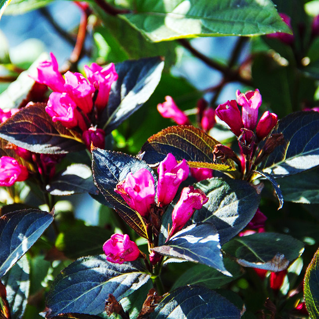 Merlot Rose Weigela For Sale Online | The Tree Center