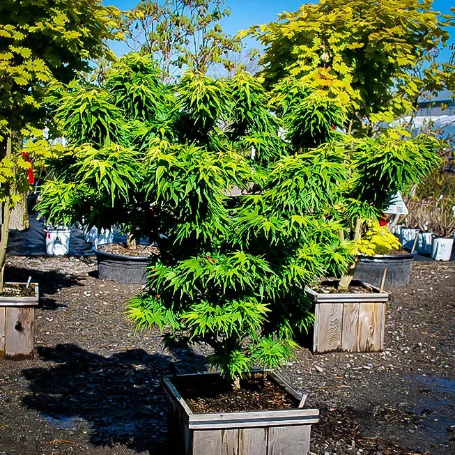 Mikawa Yatsubusa Dwarf Japanese Maple For Sale | The Tree Center