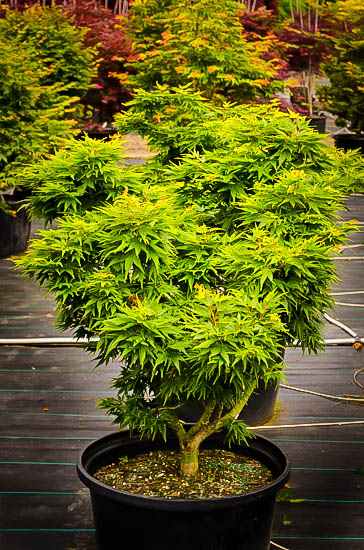 Mikawa Yatsubusa Dwarf Japanese Maple For Sale | The Tree Center