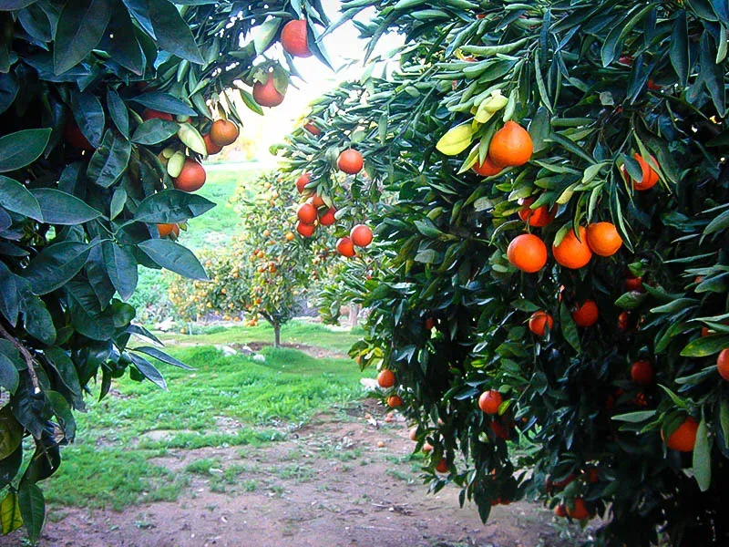 Minneola Tangelo Tree For Sale Online | The Tree Center