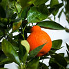 Minneola Tangelo Tree For Sale Online | The Tree Center