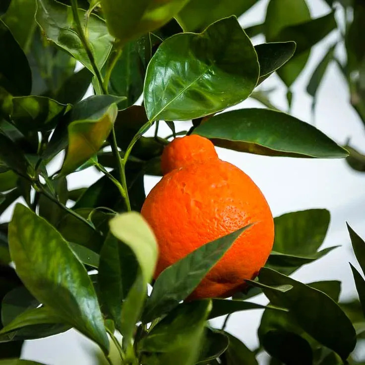 Minneola Tangelo Tree For Sale Online | The Tree Center