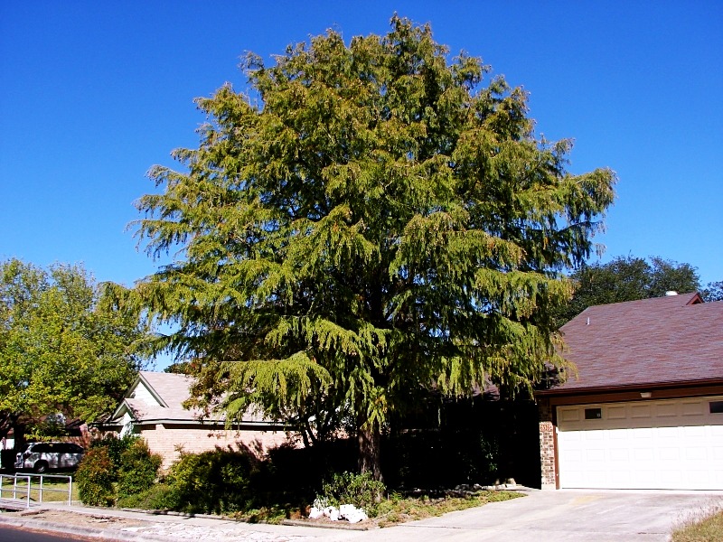 Montezuma Cypress Trees For Sale Online | The Tree Center