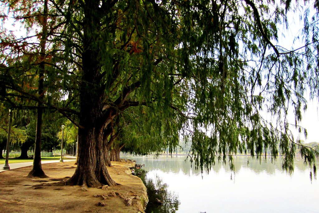 Montezuma Cypress Trees For Sale Online | The Tree Center