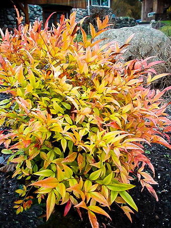 Twilight Nandinas For Sale Online | The Tree Center
