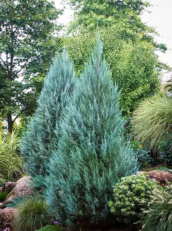 Moonglow Juniper For Sale Online | The Tree Center
