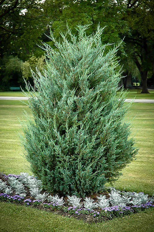 Moonglow Juniper For Sale Online | The Tree Center