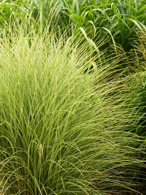 Morning Light Maiden Grass For Sale Online | The Tree Center