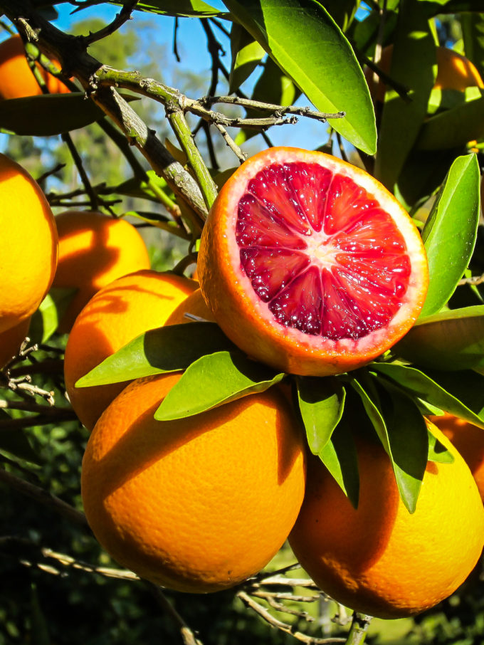 Citrus Trees For Sale | Buy Citrus Plants Online | The Tree Center