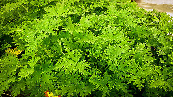 The Mosquito Plant | The Tree Center™