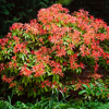 Mountain Fire Pieris For Sale | The Tree Center
