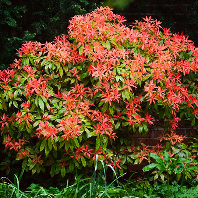 Mountain Fire Andromeda Shrub