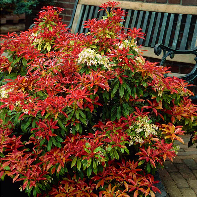 Mountain Fire Pieris For Sale | The Tree Center