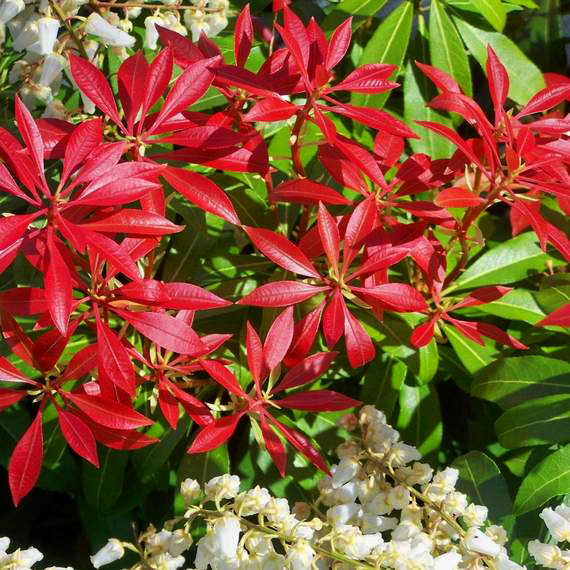 Mountain Fire Pieris For Sale | The Tree Center