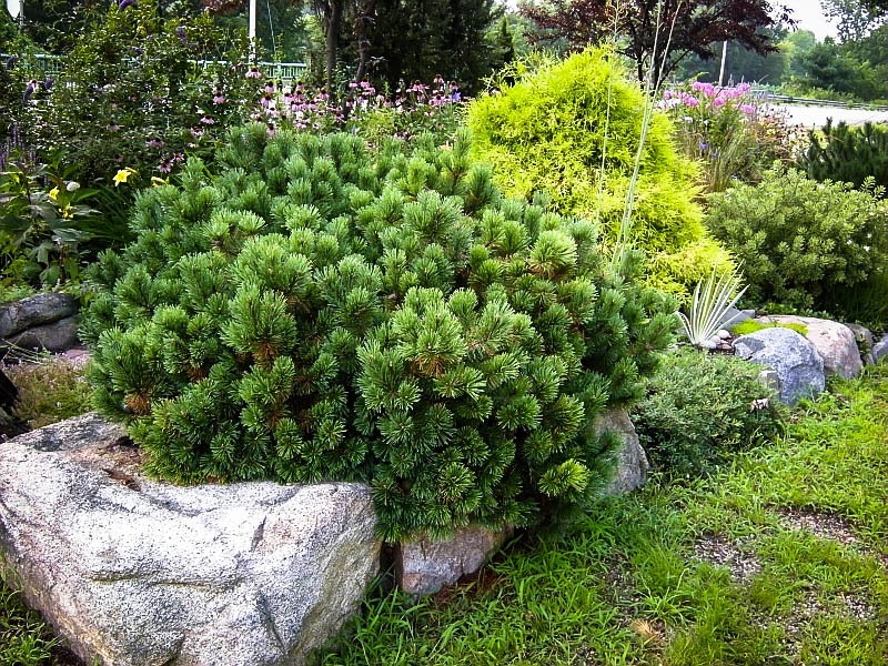 Mugo Pine Trees For Sale Online | The Tree Center