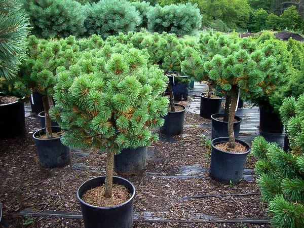 Mugo Pine Tree For Sale Online | The Tree Center