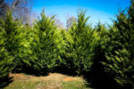 Murray Cypress Trees For Sale Online | The Tree Center