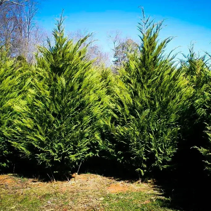 Murray Cypress Trees For Sale Online | The Tree Center