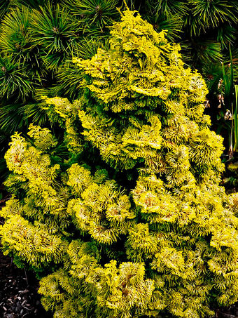 Kings Gold Cypress For Sale Online | The Tree Center