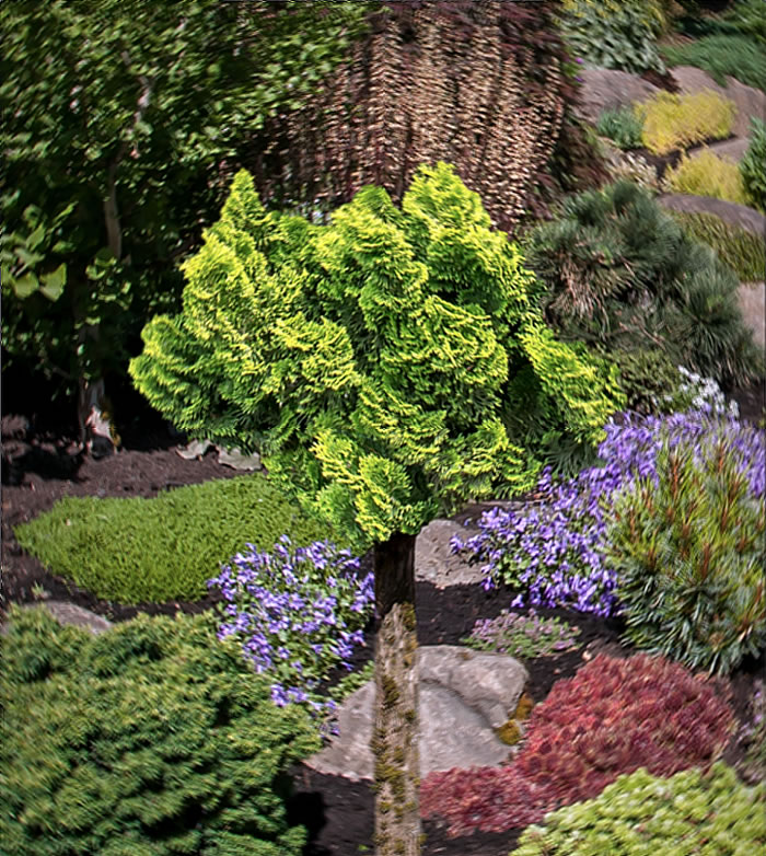 Nana Lutea Dwarf Hinoki Cypress – Tree Form | The Tree Center™