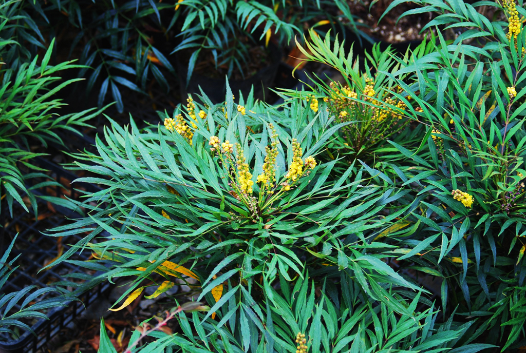 Narihira Mahonia Shrubs For Sale | The Tree Center