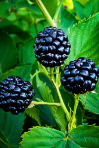 Natchez Thornless Blackberry Bushes For Sale | The Tree Center
