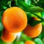 Navel vs. Valencia - Which Orange is For Me? | The Tree Center™