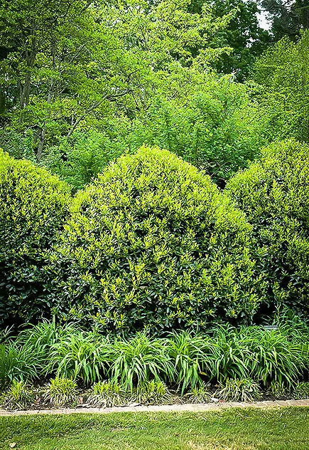 Needlepoint Holly Bushes For Sale | The Tree Center