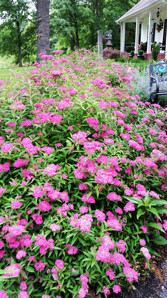 Neon Flash Spirea For Sale Online | The Tree Center